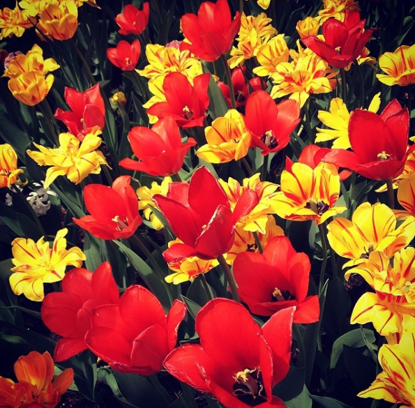 10 Great Poetry Quotes about Spring – Literati Pulp